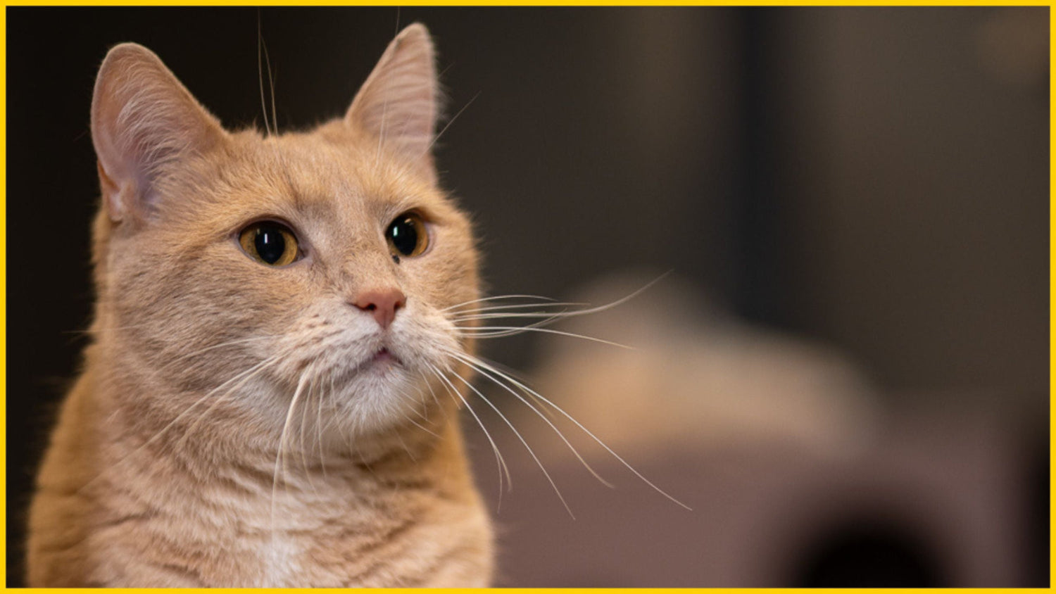 Helsingin eläinsuojeluyhdistys HESY ry